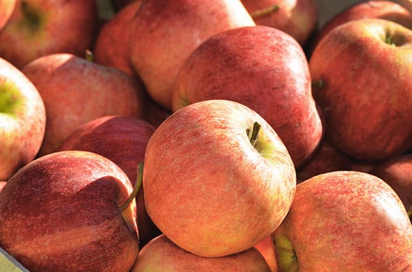 Apfel – der Star unter den Früchten | GenussMAGAZIN