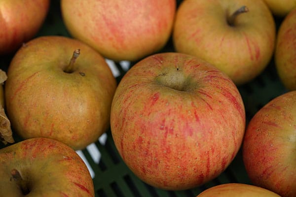 Apfel – der Star unter den Früchten | GenussMAGAZIN